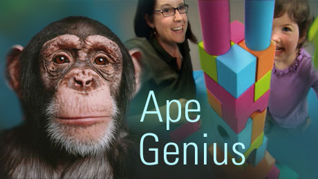 NOVA: Ape Genius - The Peabody Awards